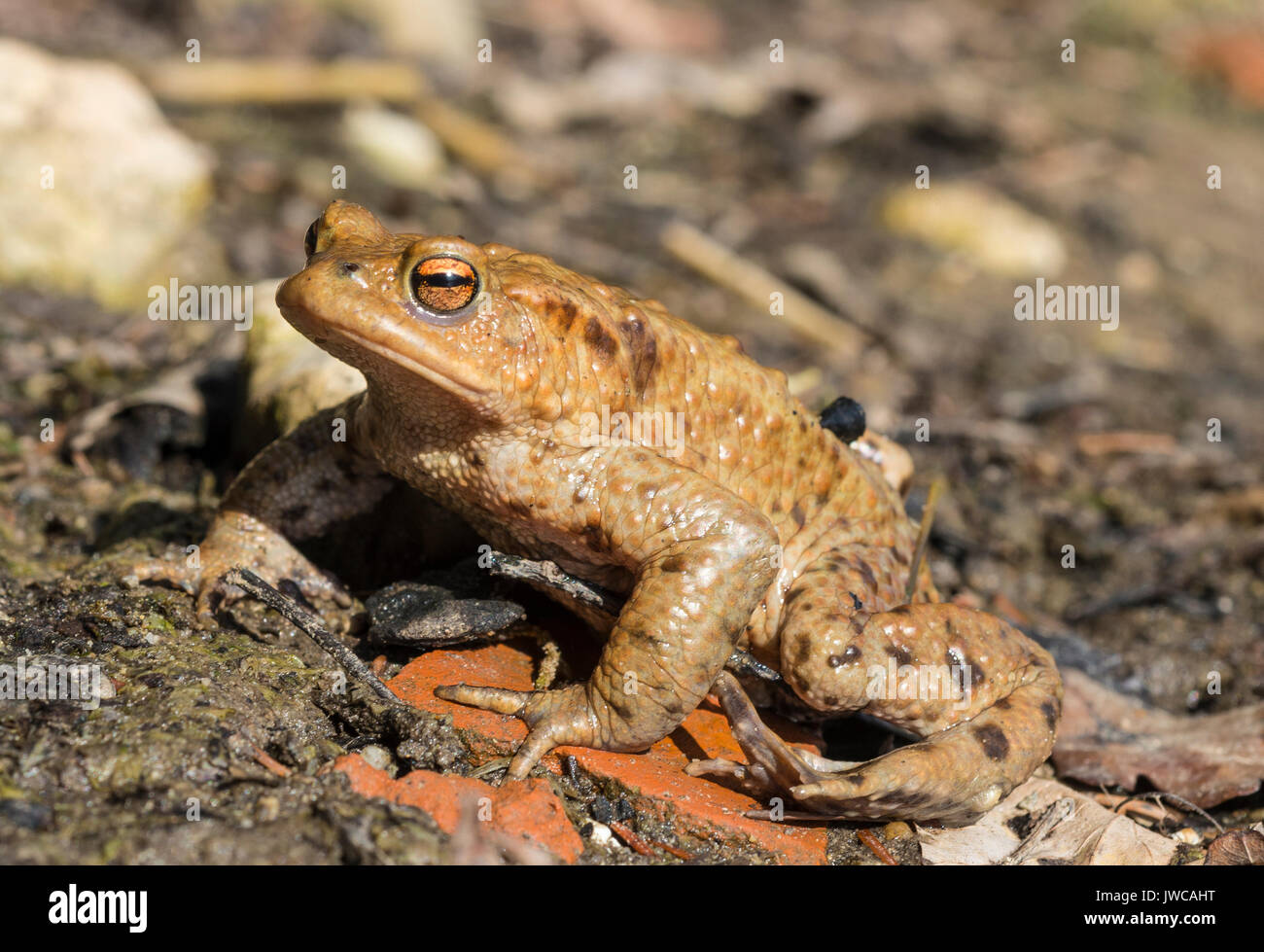 German toads hi-res stock photography and images - Alamy
