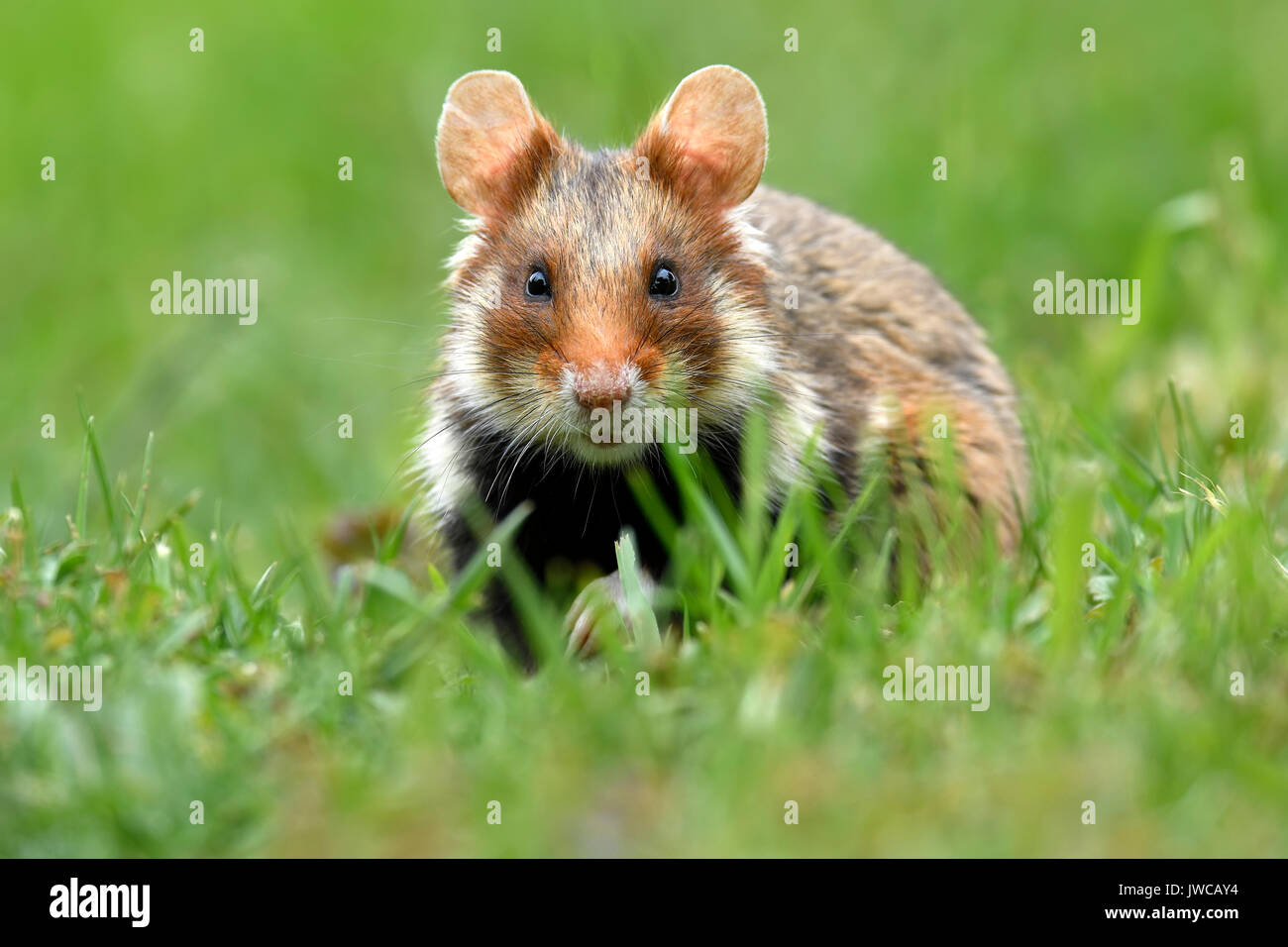 Hamster standing up hi-res stock photography and images - Alamy