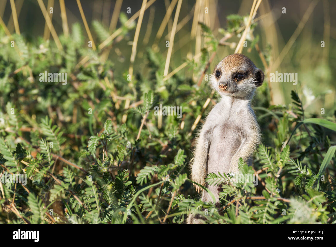 Suricate (Suricata suricatta), young on the lookout, during the rainy ...
