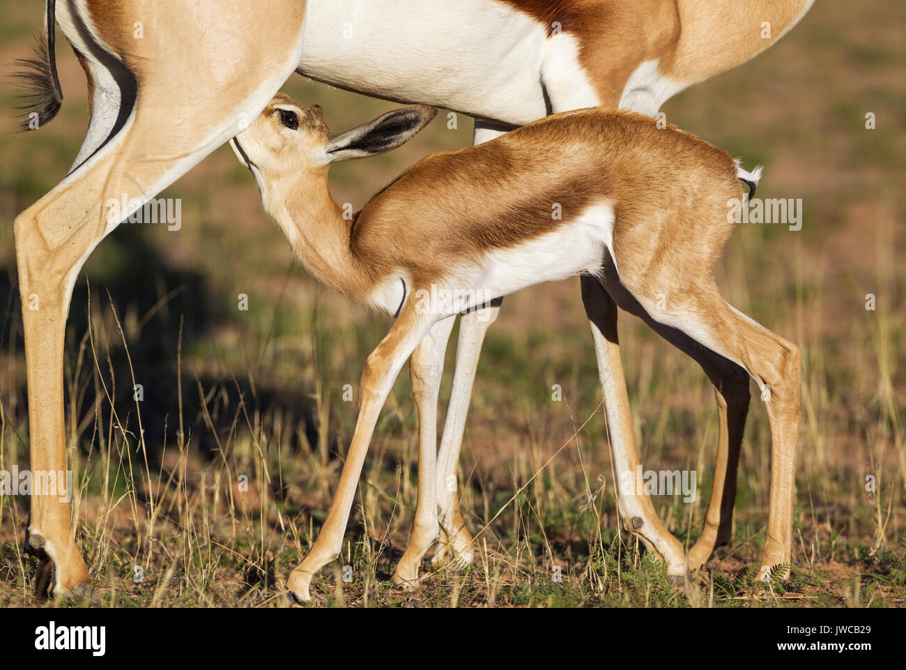 Springboks (Antidorcas marsupialis), suckling newborn lamb, Kalahari ...