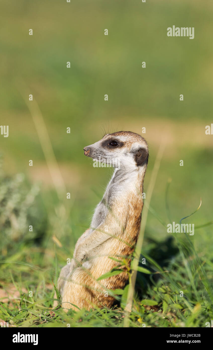 Suricate (Suricata suricatta), guard on the lookout, rainy season with ...