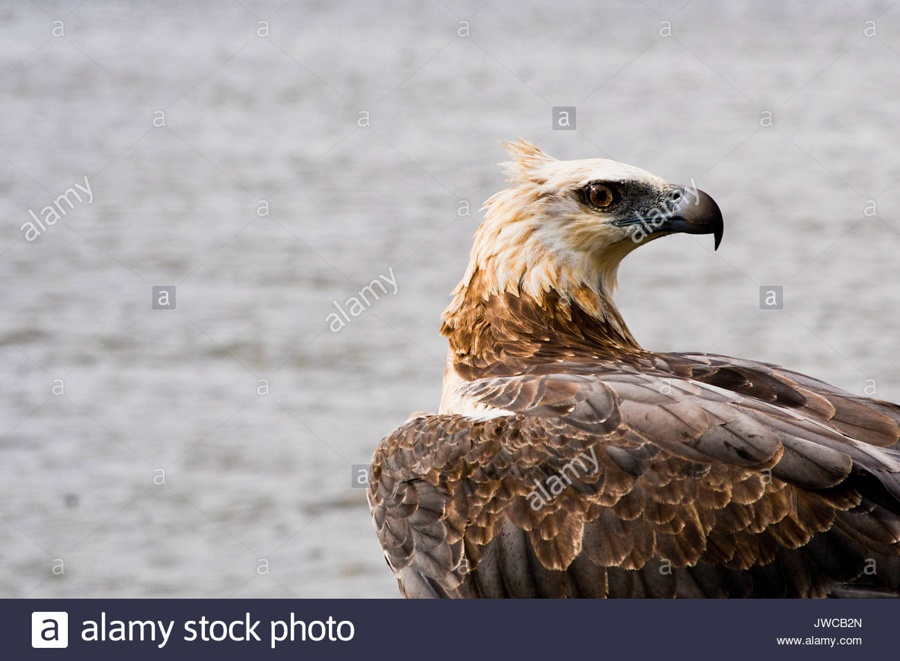 Fish Eagles High Resolution Stock Photography and Images - Alamy