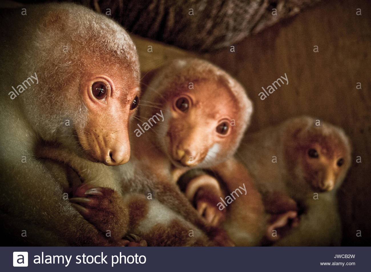 Cuscus Stock Photos & Cuscus Stock Images - Alamy