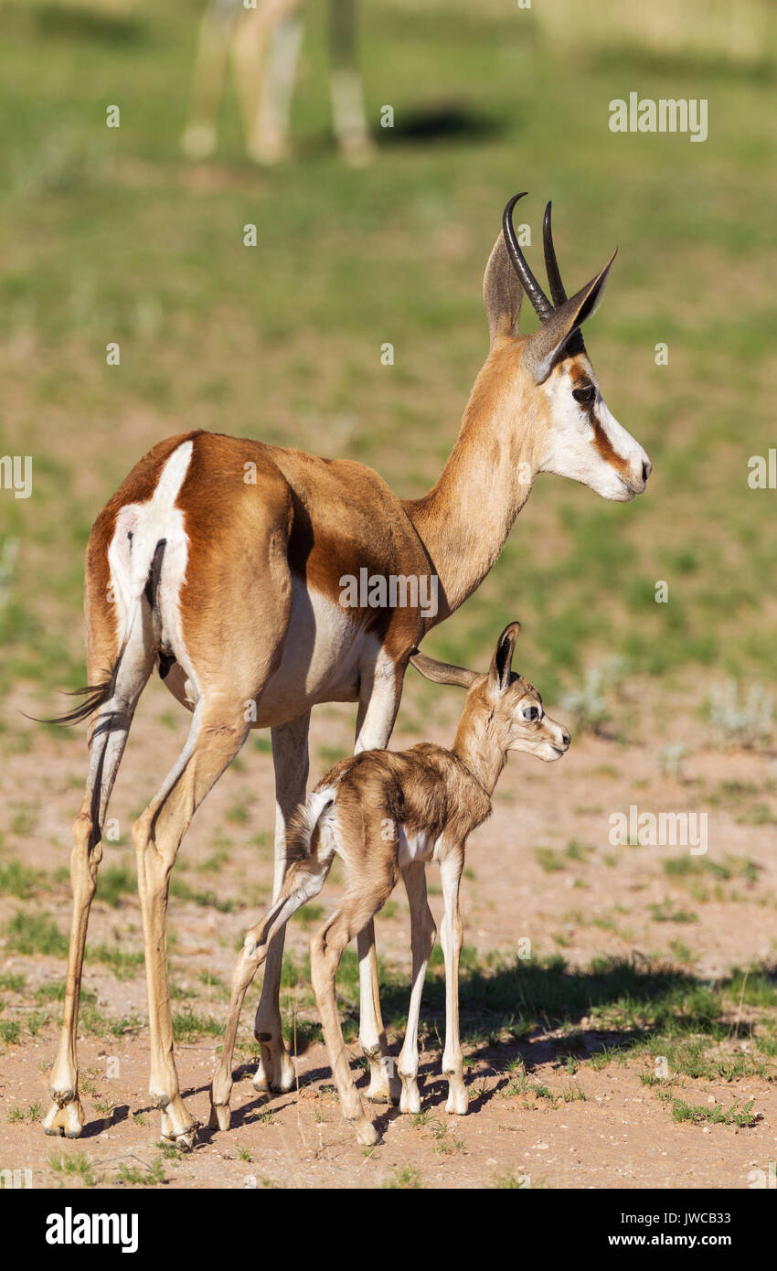 Springboks (Antidorcas marsupialis), ewe with newborn lamb, during the ...
