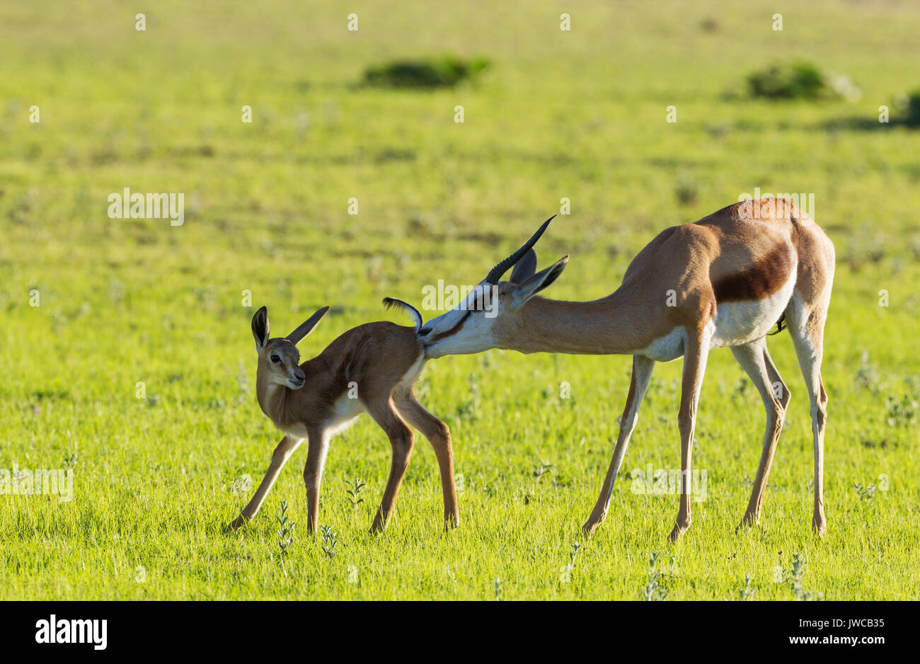Baby springbok in kalahari desert hi-res stock photography and images ...