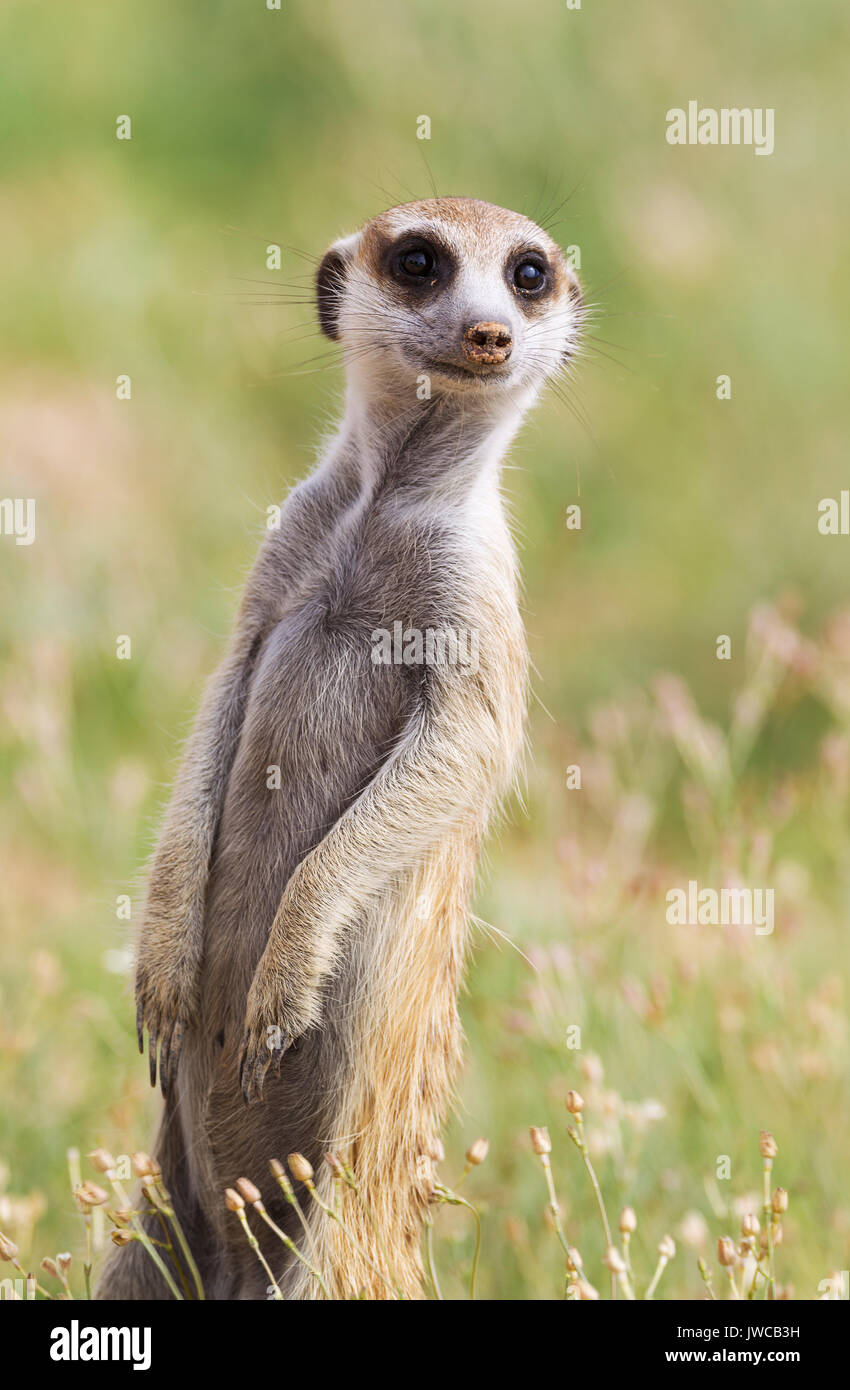 Suricate (Suricata suricatta), guard on the lookout, rainy season with ...