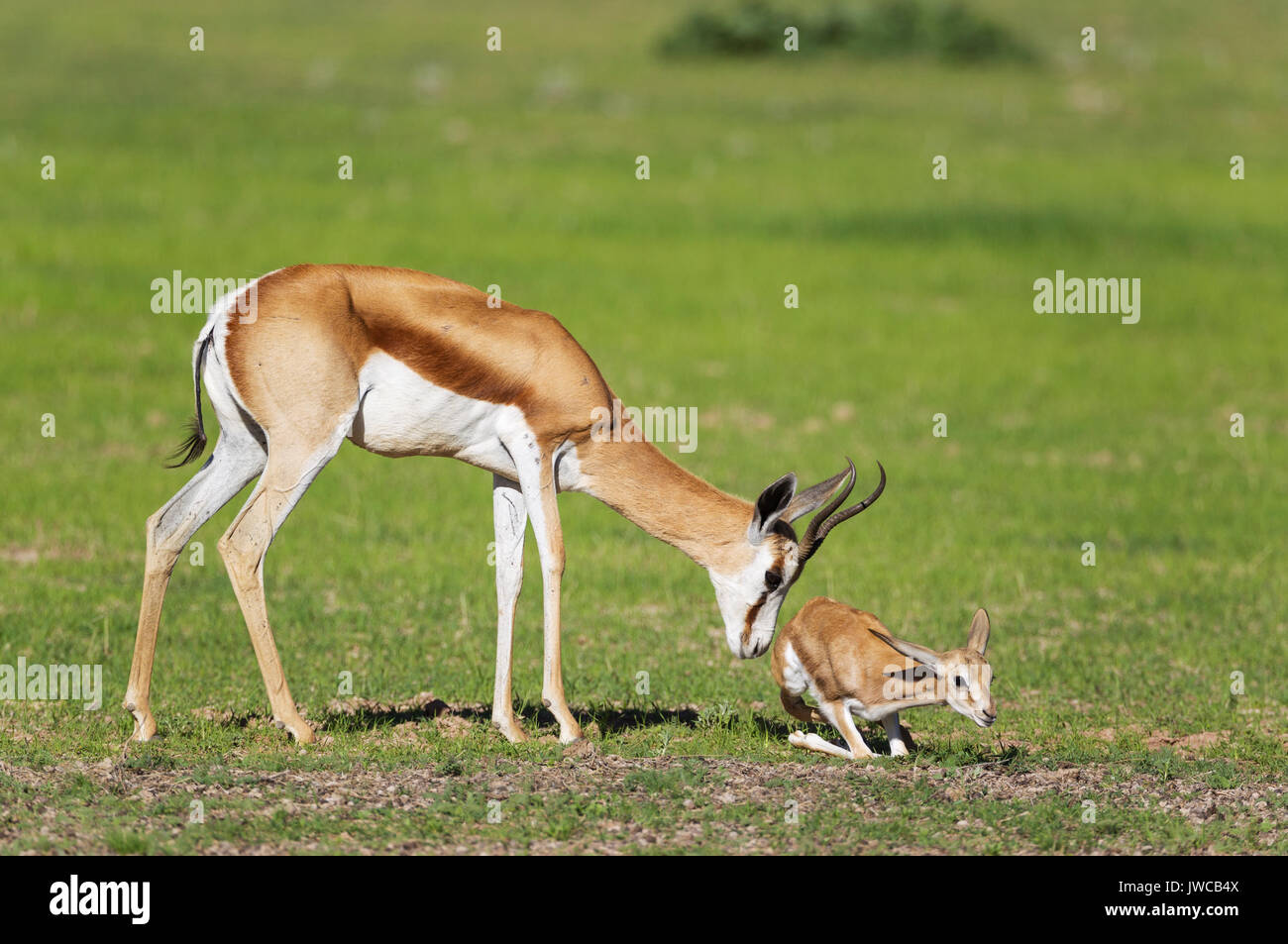Springboks (Antidorcas marsupialis), ewe stimulates newborn lamb to get ...