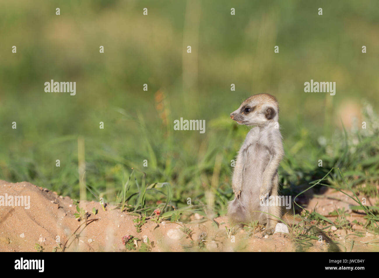 Suricate (Suricata suricatta), young on the lookout at burrow, during ...