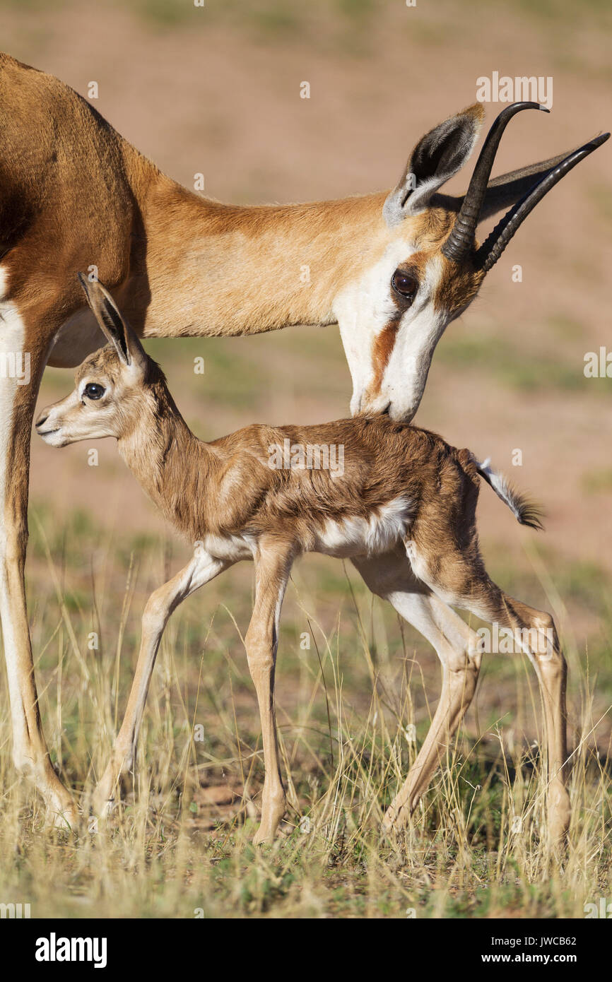 Springboks (Antidorcas marsupialis), ewe cleans newborn lamb, during ...