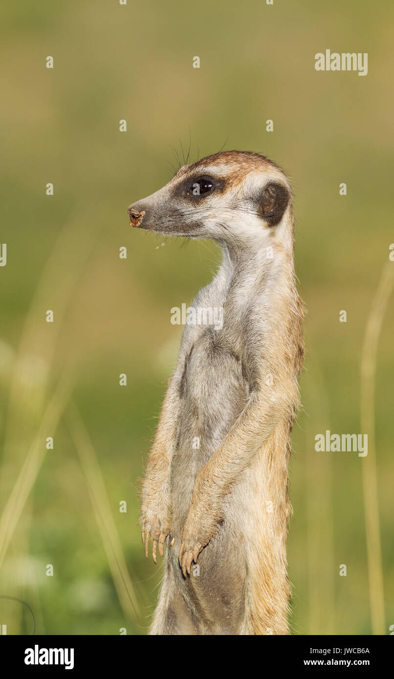 Suricate (Suricata suricatta), guard on the lookout, rainy season with ...