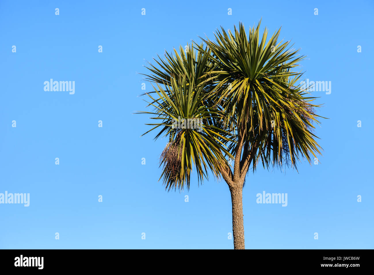 A palm tree pictured in Garlieston on the Dumfries and Galloway ...