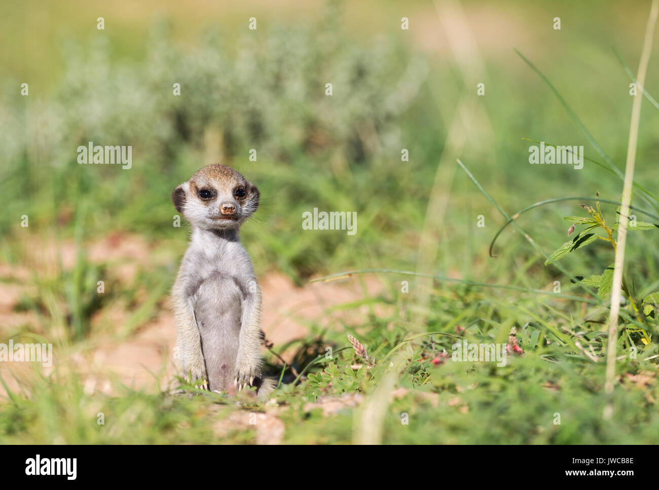 Suricate (Suricata suricatta), young on the lookout at burrow, during ...