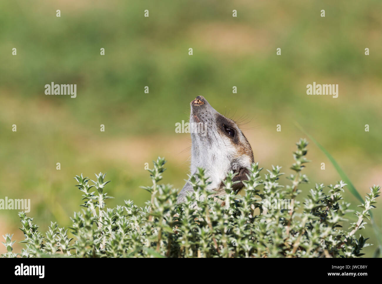 Guard lookout hi-res stock photography and images - Alamy