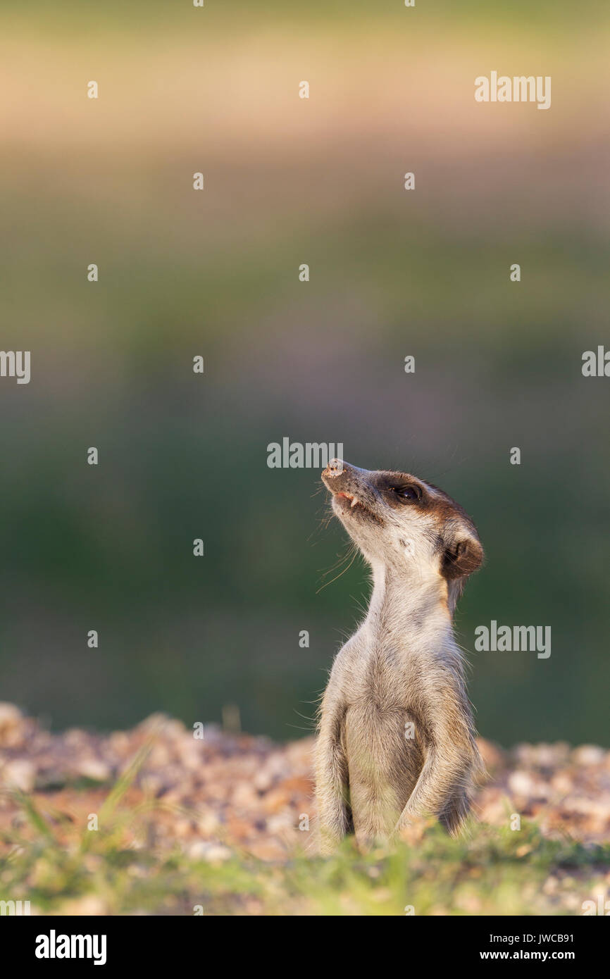 Suricate (Suricata suricatta), guard on the lookout at burrow, rainy ...