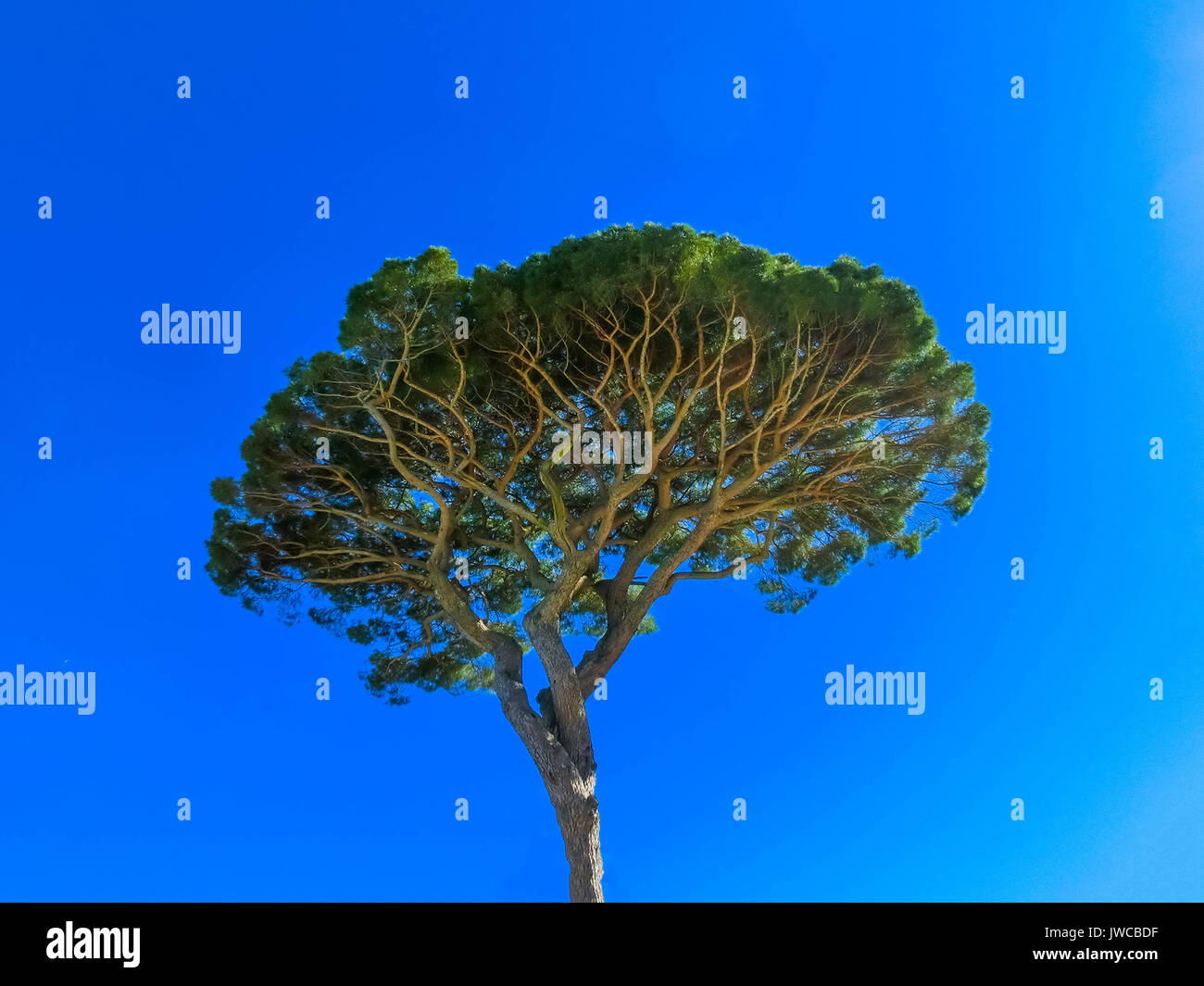 The famous pine tree at Italy Stock Photo - Alamy