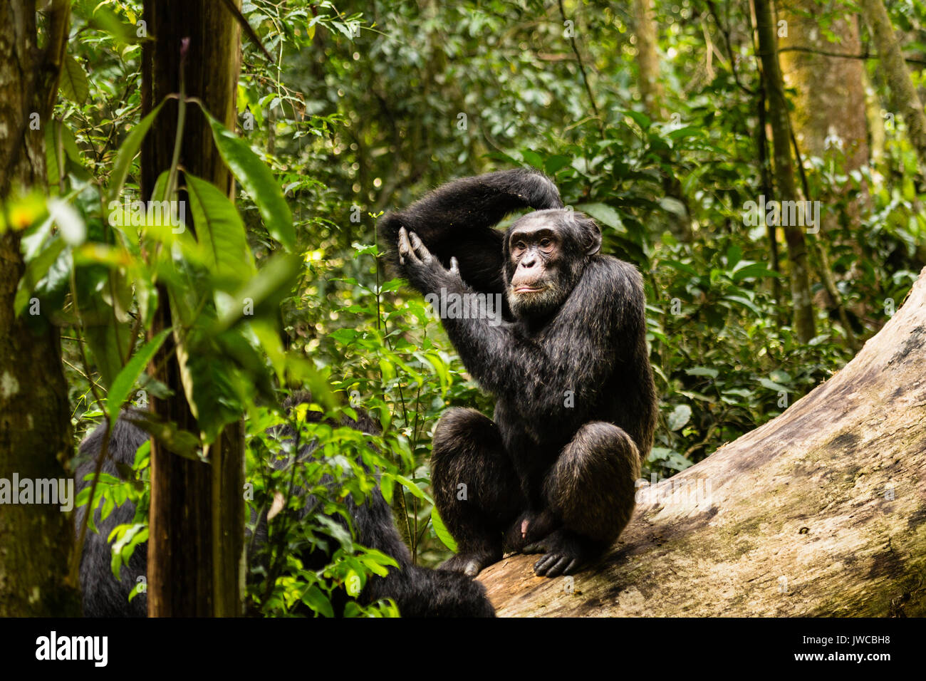 Chimpanzee sitting tree tree hi-res stock photography and images - Alamy