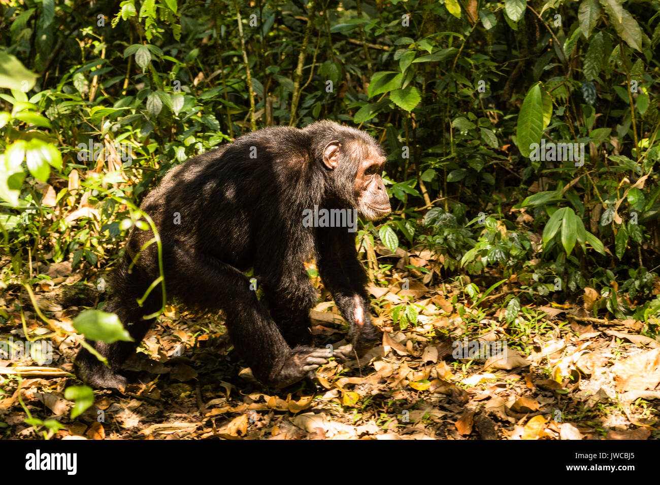 Chimpanzee walking hi-res stock photography and images - Alamy