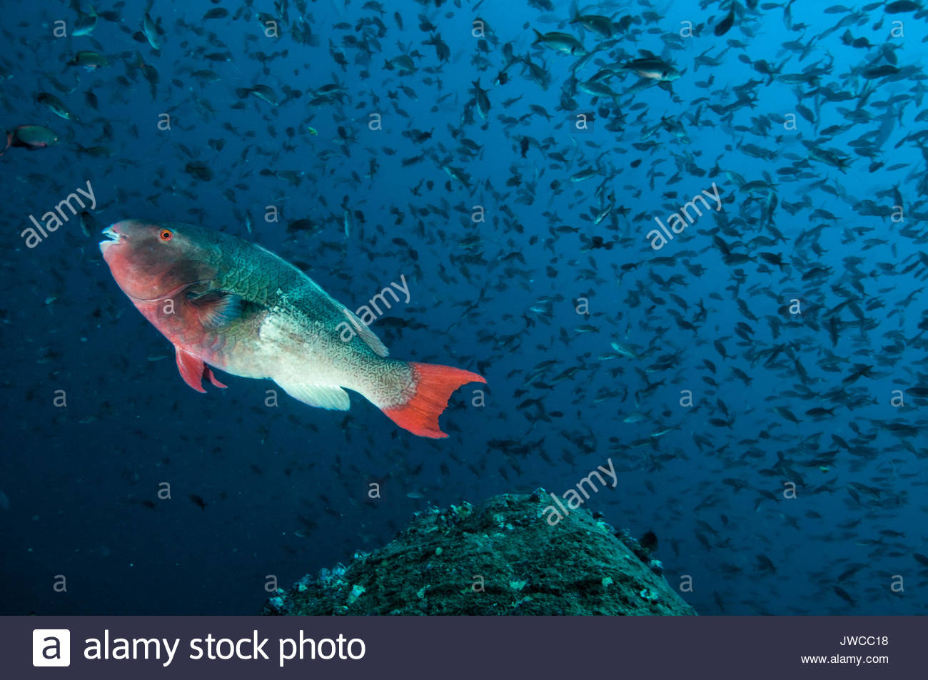 Parrotfish Stock Photos & Parrotfish Stock Images - Alamy