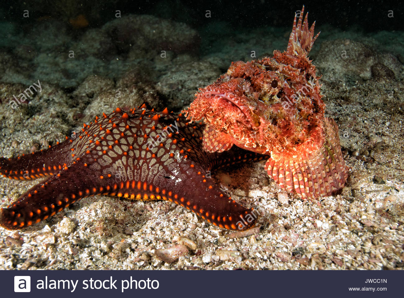 Rockfish Stock Photos & Rockfish Stock Images - Alamy