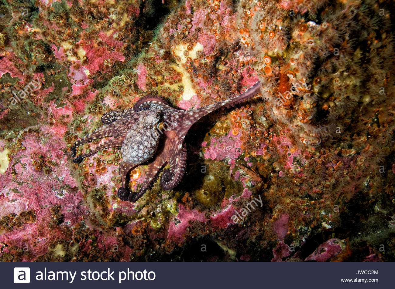 Octopus Stock Photos & Octopus Stock Images - Alamy
