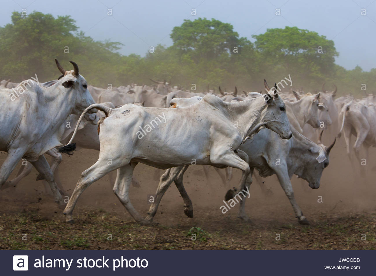 Zebu Cattle Stock Photos & Zebu Cattle Stock Images - Alamy
