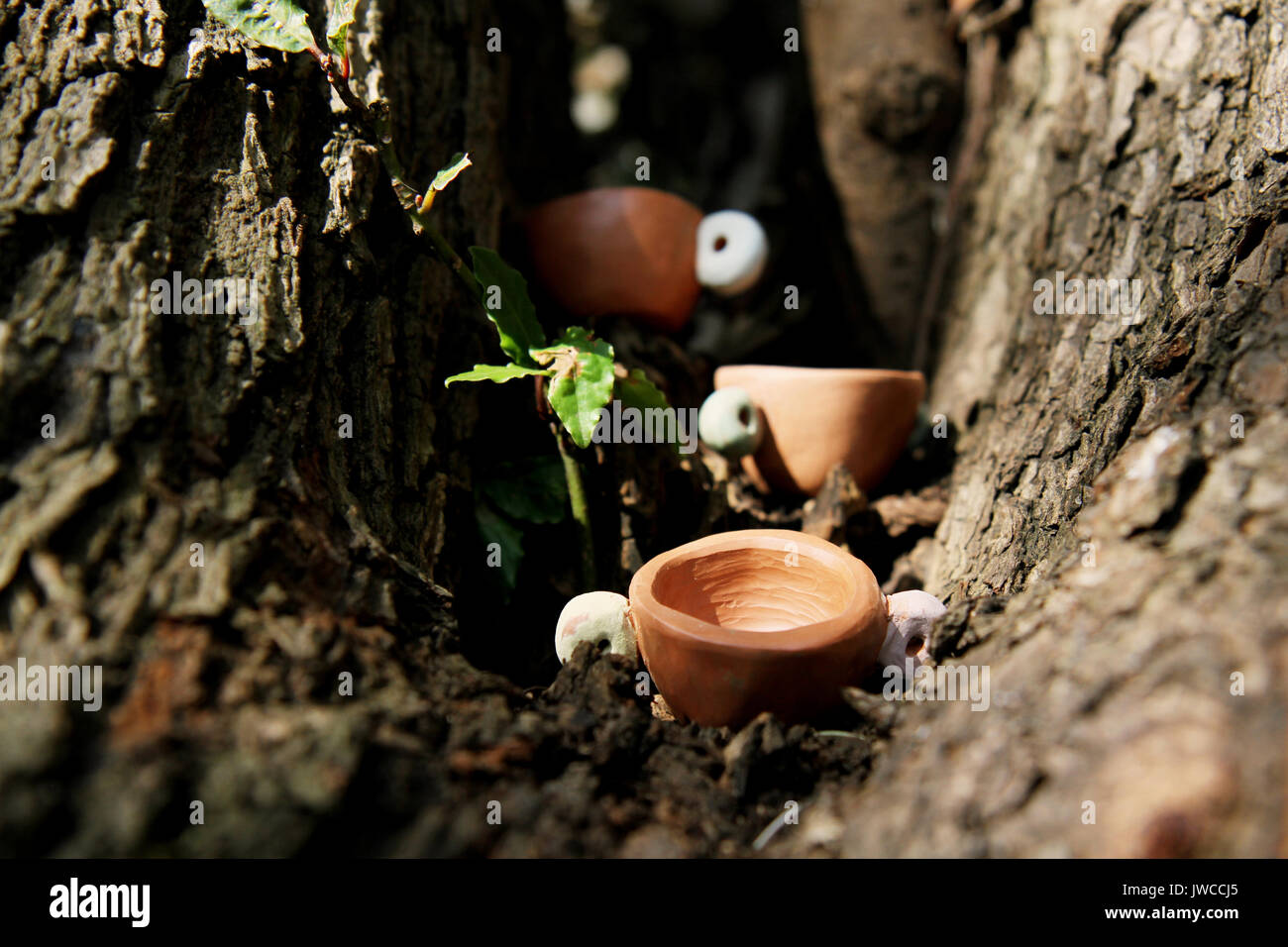 Tree clay pots hi-res stock photography and images - Alamy