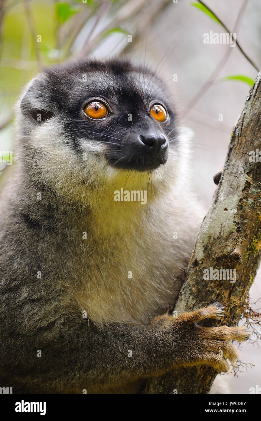 Eulemur Fulvus Madagascar High Resolution Stock Photography and Images ...