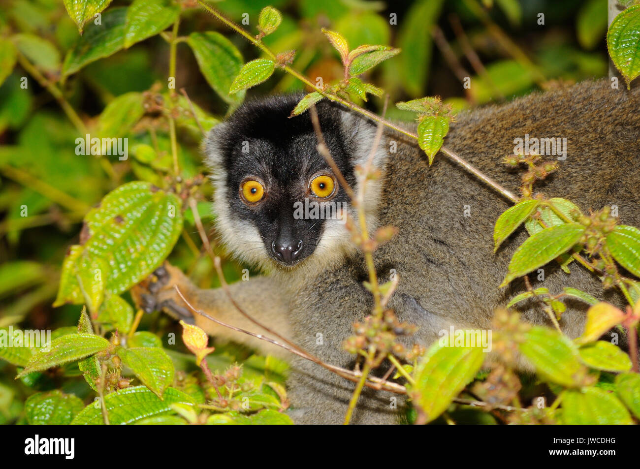 Madagascar rainforest animal hi-res stock photography and images - Alamy