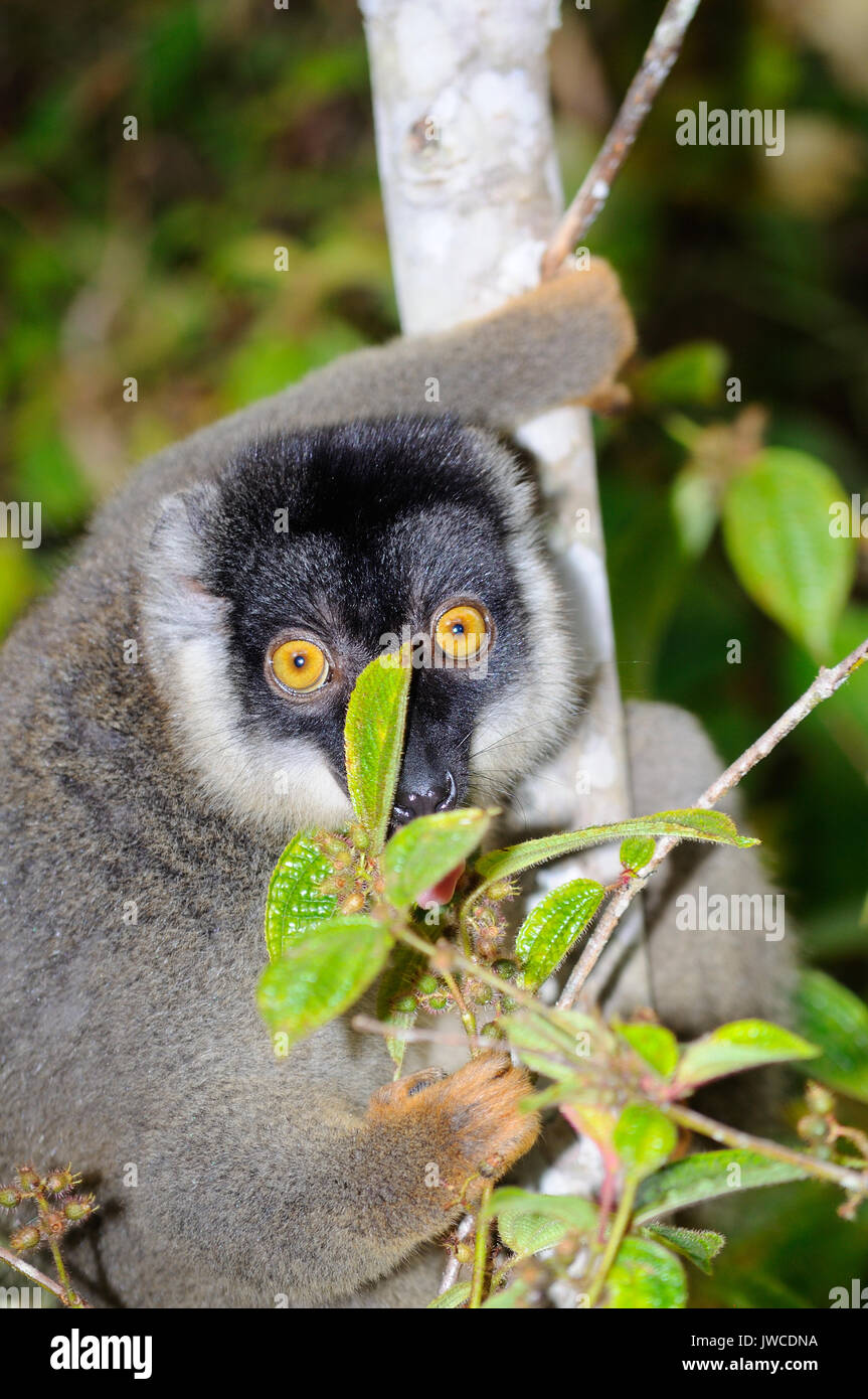 Madagascar rainforest walk hi-res stock photography and images - Alamy
