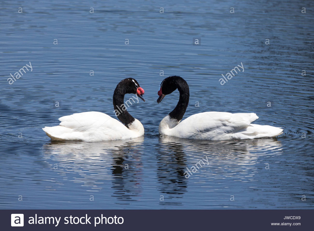 Two People Face To Face Stock Photos & Two People Face To Face Stock ...
