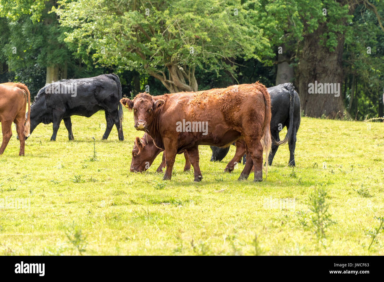 Brown cows grazing in a field Stock Photo - Alamy