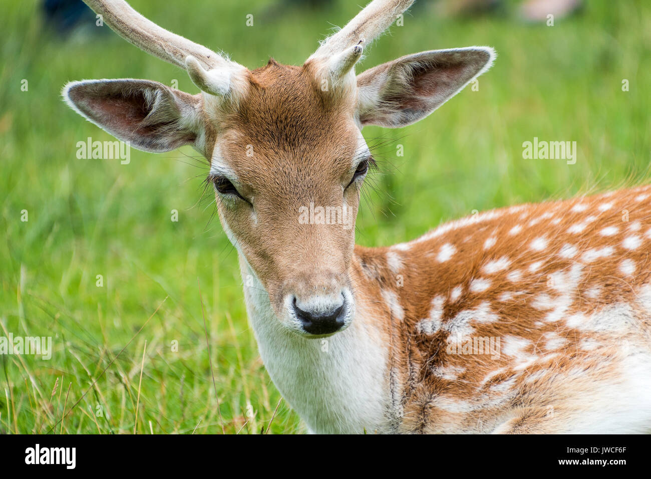 Close view of fallow deer with their antlers Stock Photo - Alamy