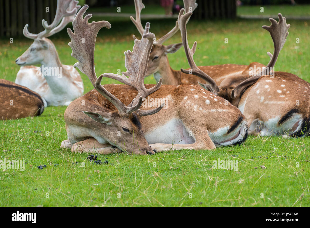 Fallow Deer laying on the ground Stock Photo - Alamy