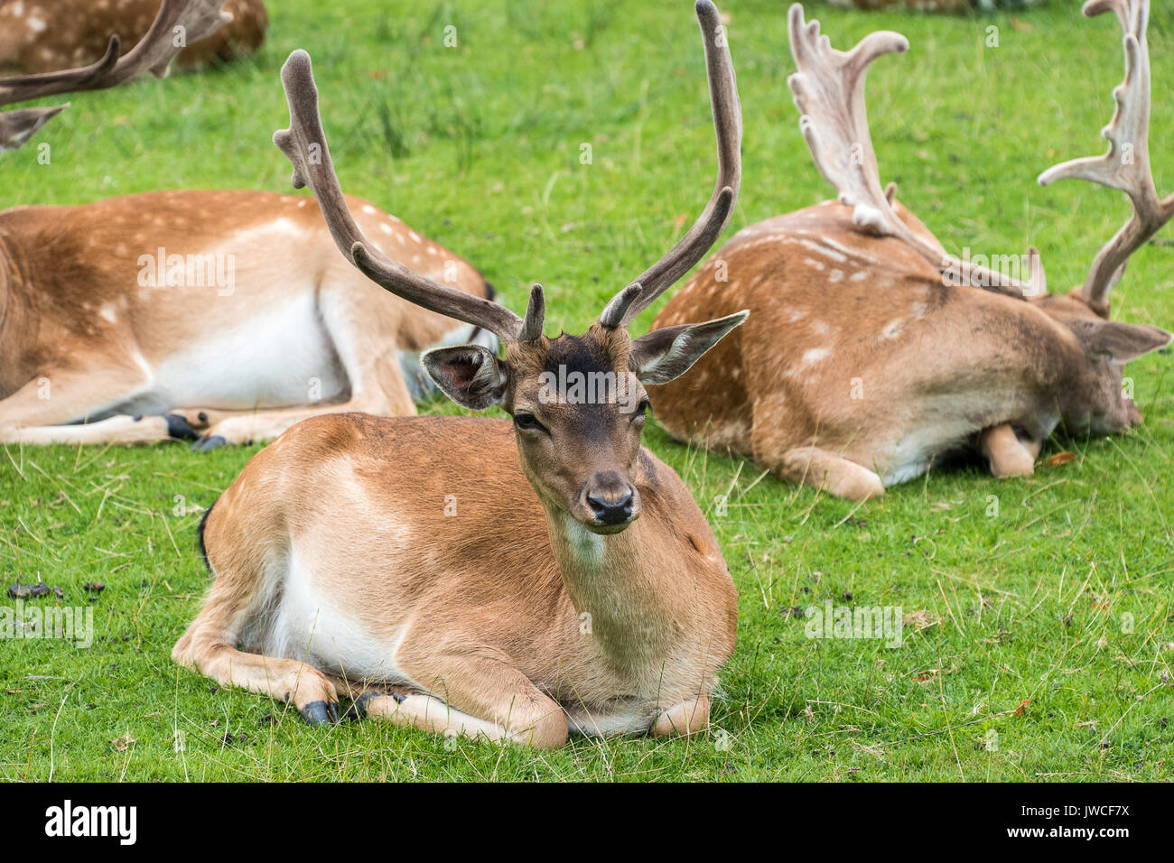 Young deer laying on grass hi-res stock photography and images - Alamy