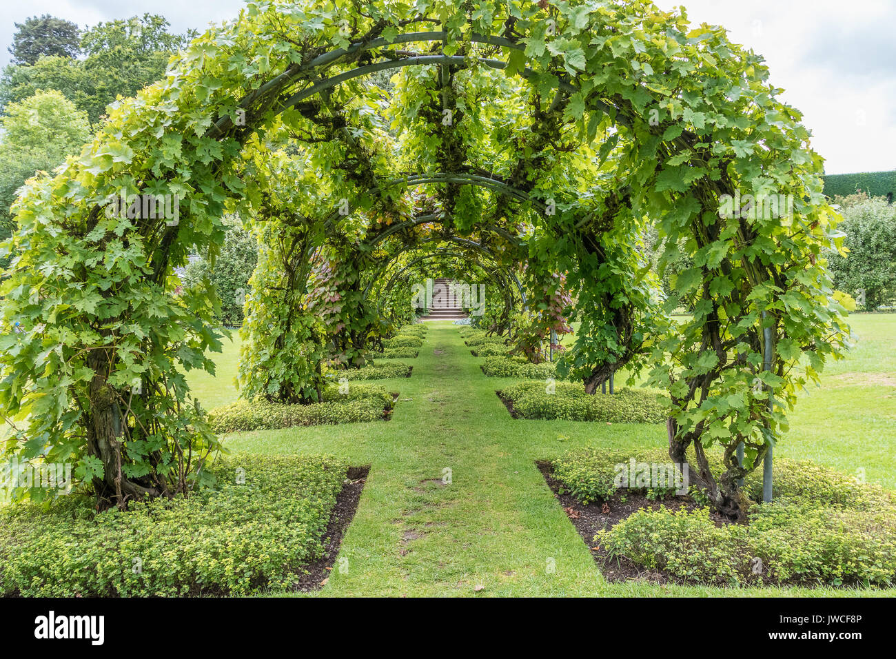 Grape vine plants growing over a metal arch Stock Photo - Alamy