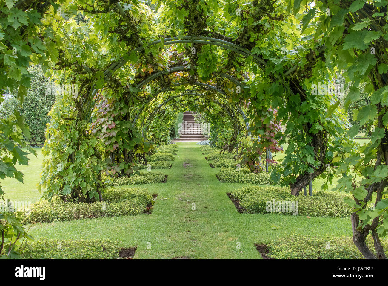 Grape vine plants growing over a metal arch Stock Photo - Alamy