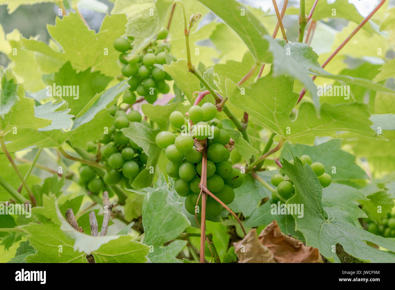 Green Grapes growing on a grapevine Stock Photo - Alamy