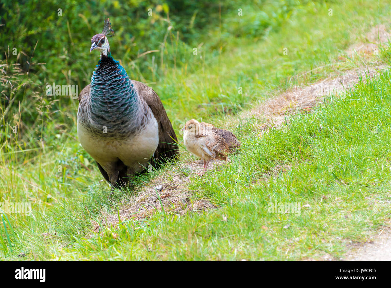 Female Peacock with her young babies Stock Photo - Alamy