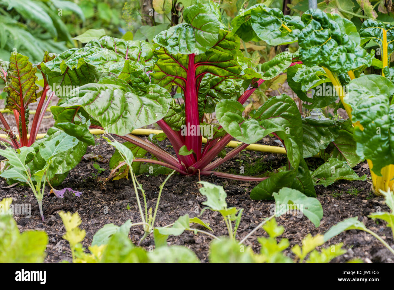 Chard in ground hi-res stock photography and images - Alamy