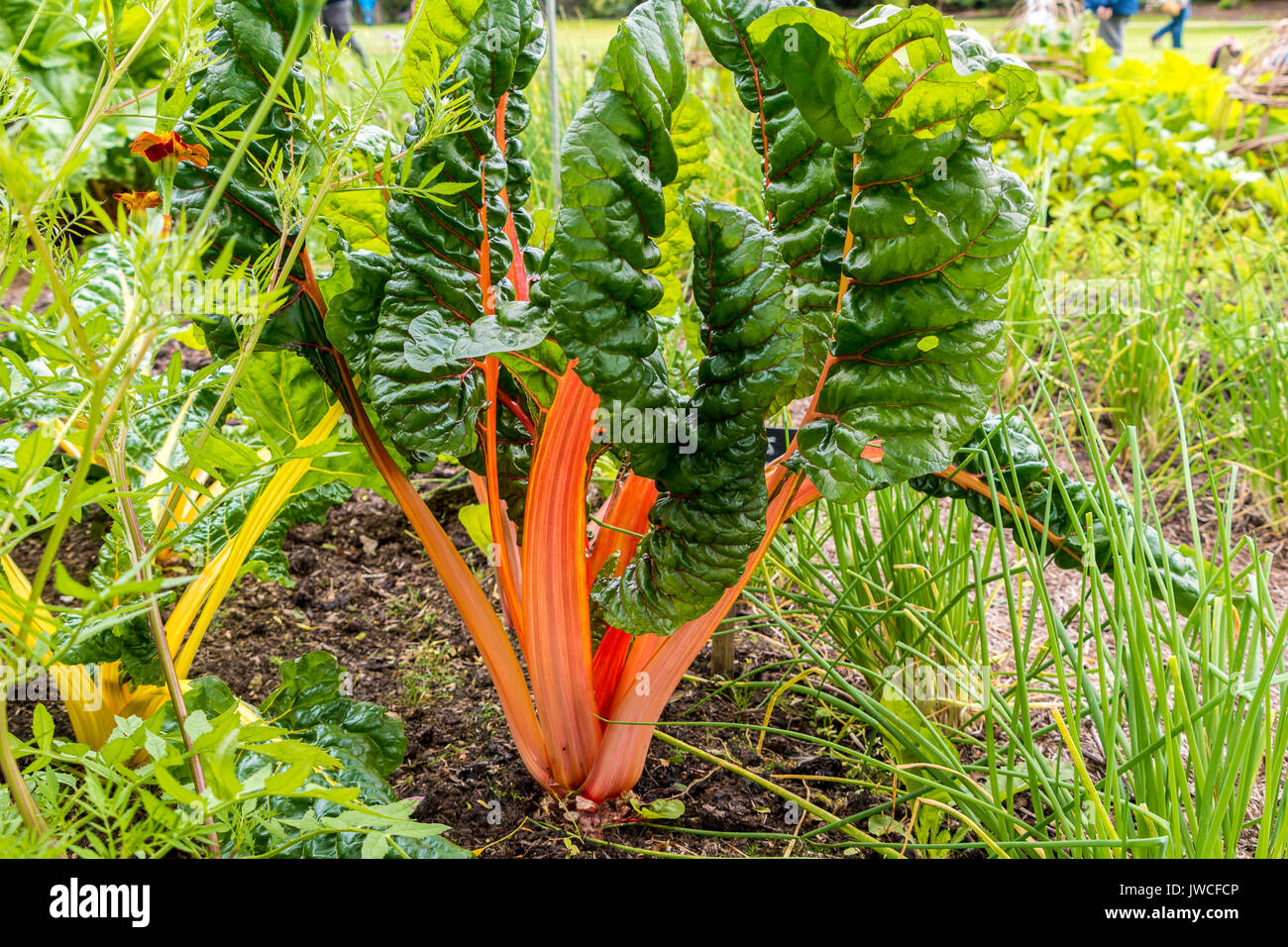 Chard in ground hi-res stock photography and images - Alamy