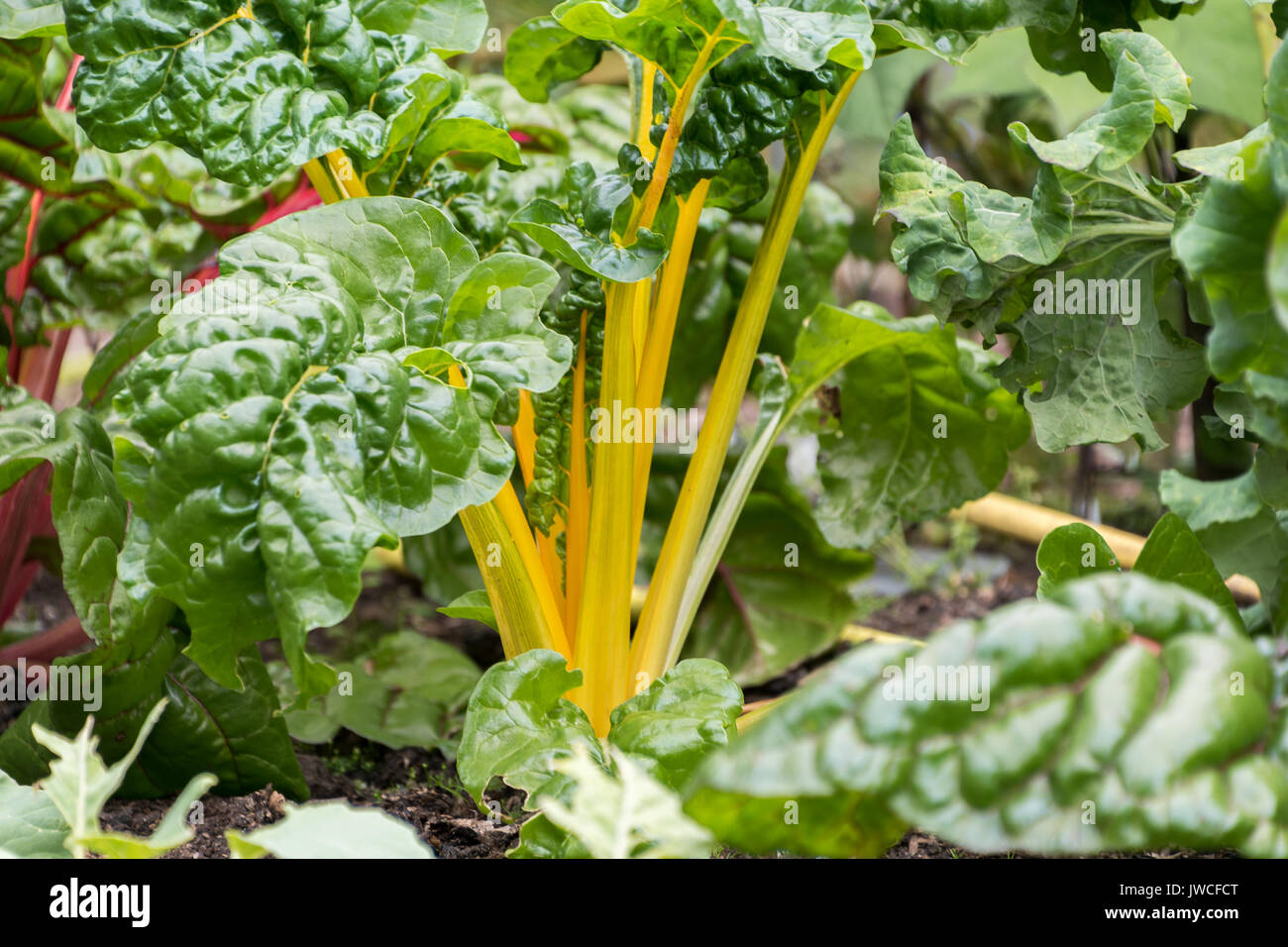 Rainbow Chard plants growing in the ground Stock Photo - Alamy