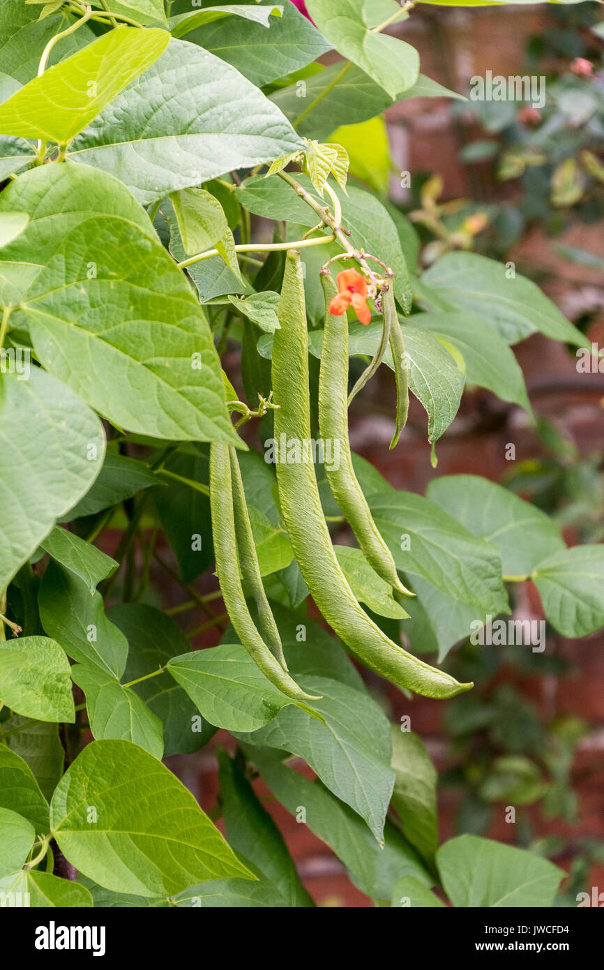 Runner beans growing on the plant Stock Photo - Alamy