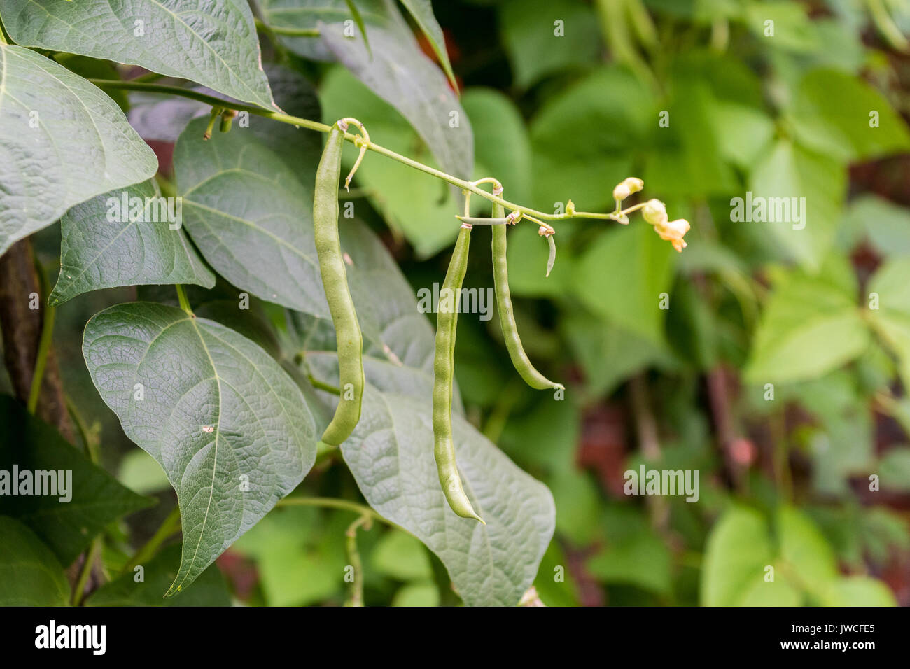 Fresh young runner beans hi-res stock photography and images - Alamy