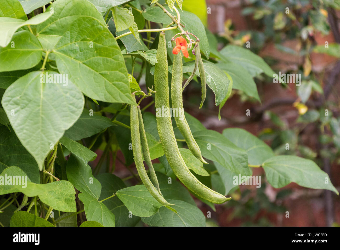 Runner beans growing hi-res stock photography and images - Alamy
