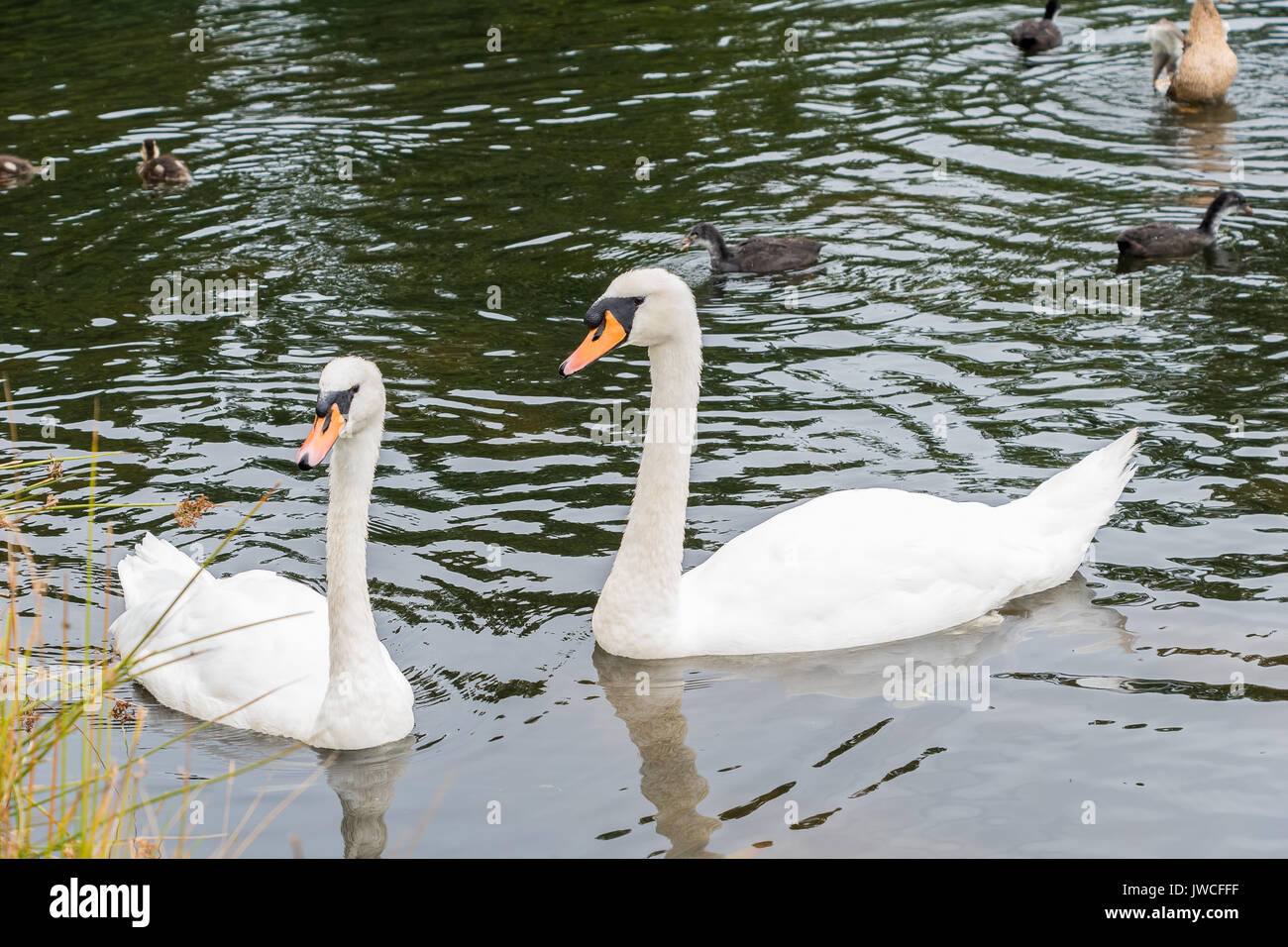 Two Swans swimming on a lake Stock Photo - Alamy
