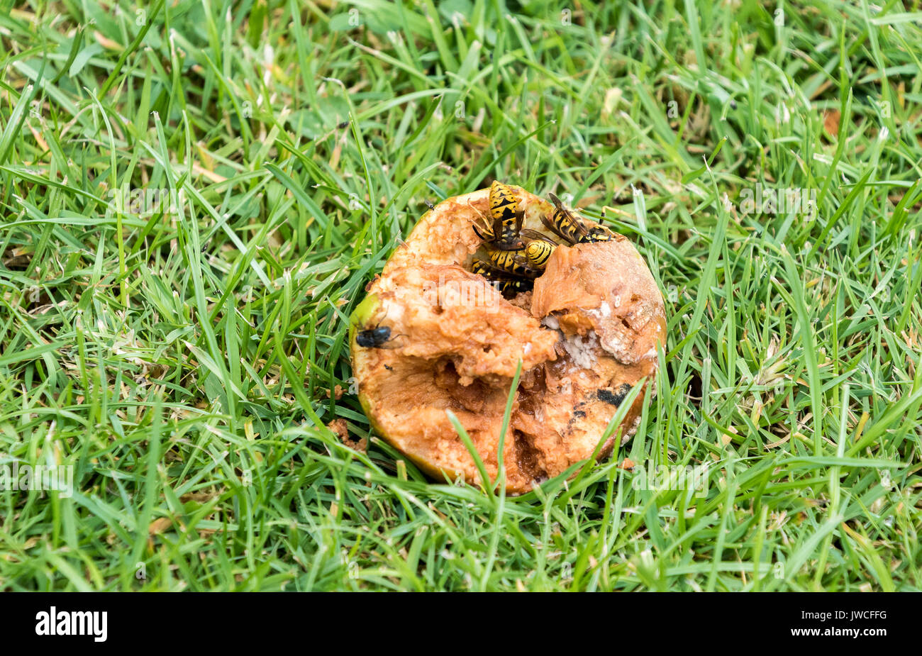 Wasps eating a rotten apple on the ground Stock Photo - Alamy