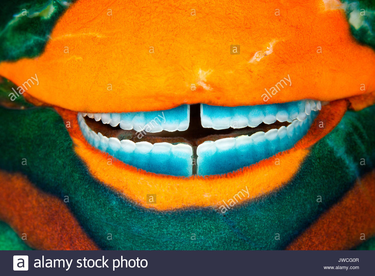 Parrotfish Stock Photos & Parrotfish Stock Images - Alamy