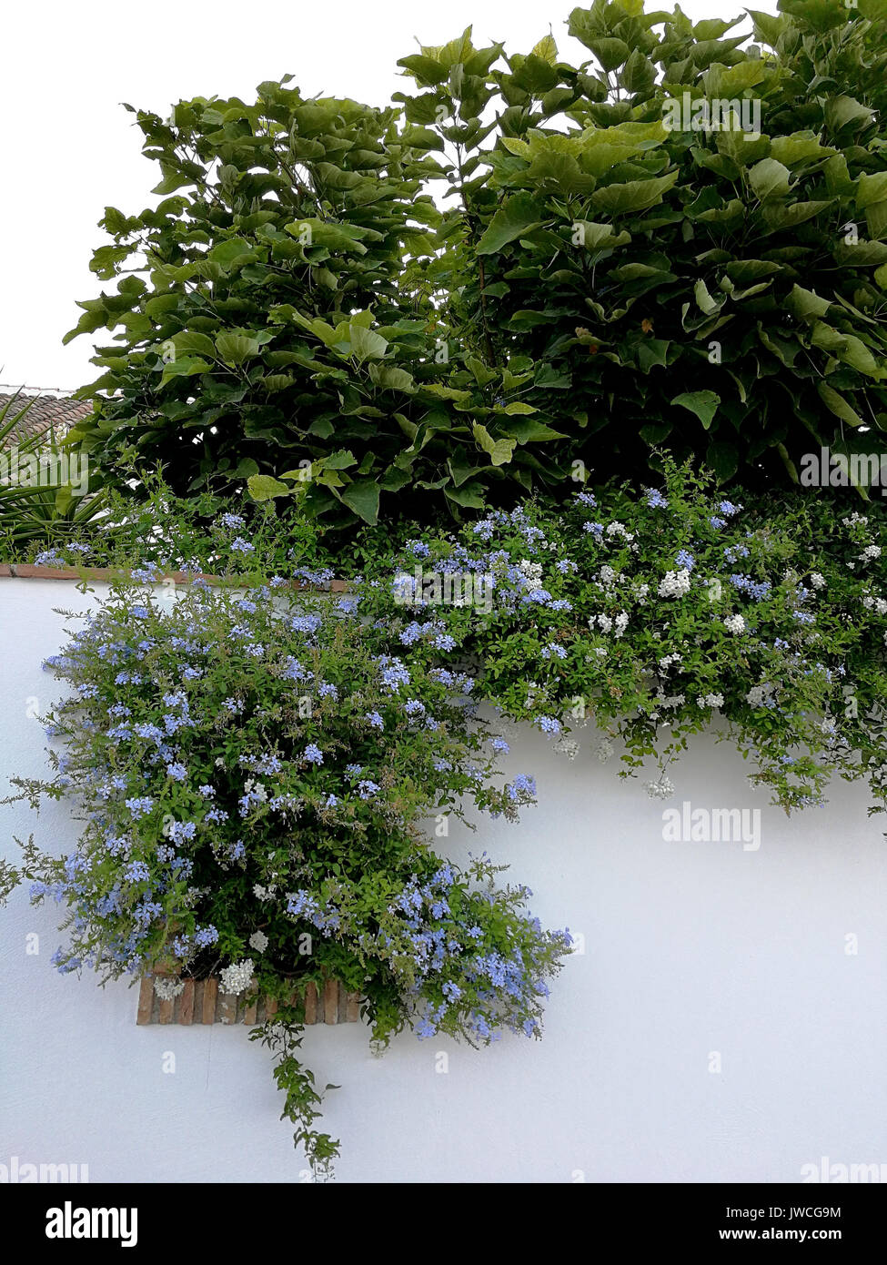 Blue solanum shrub solanum rantonnetii hi-res stock photography and ...