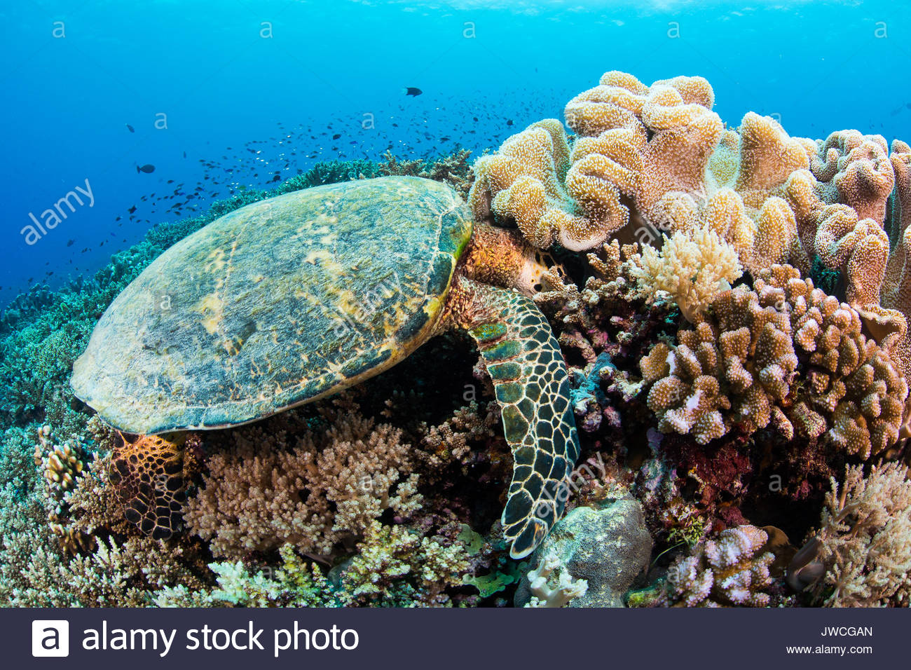 Coral Reef Turtle Stock Photos & Coral Reef Turtle Stock Images - Alamy