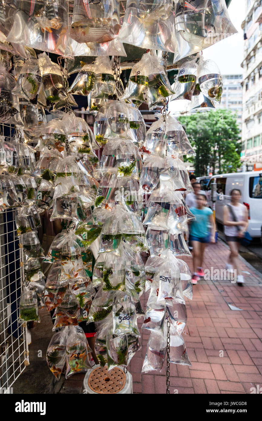 Sale of pet fish in one of many Tung Choi Street pet shops in Mongkok ...
